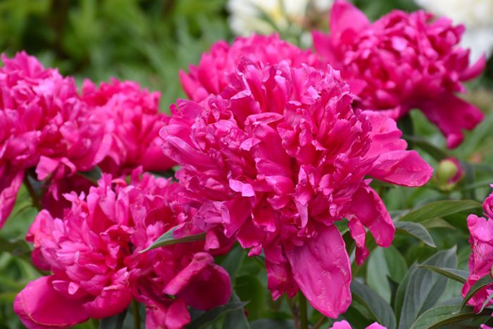 Paeonia Officinalis Rosea Plena - Zeljasti Božur