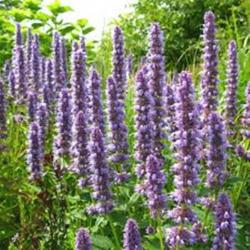 Agastache- mirisna kopriva