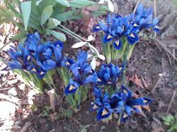 Mini perunika,cvet svetlo plave boje