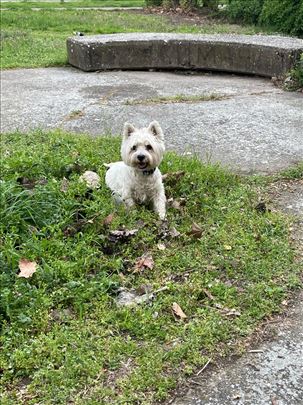 Mužijak westie traži ženku