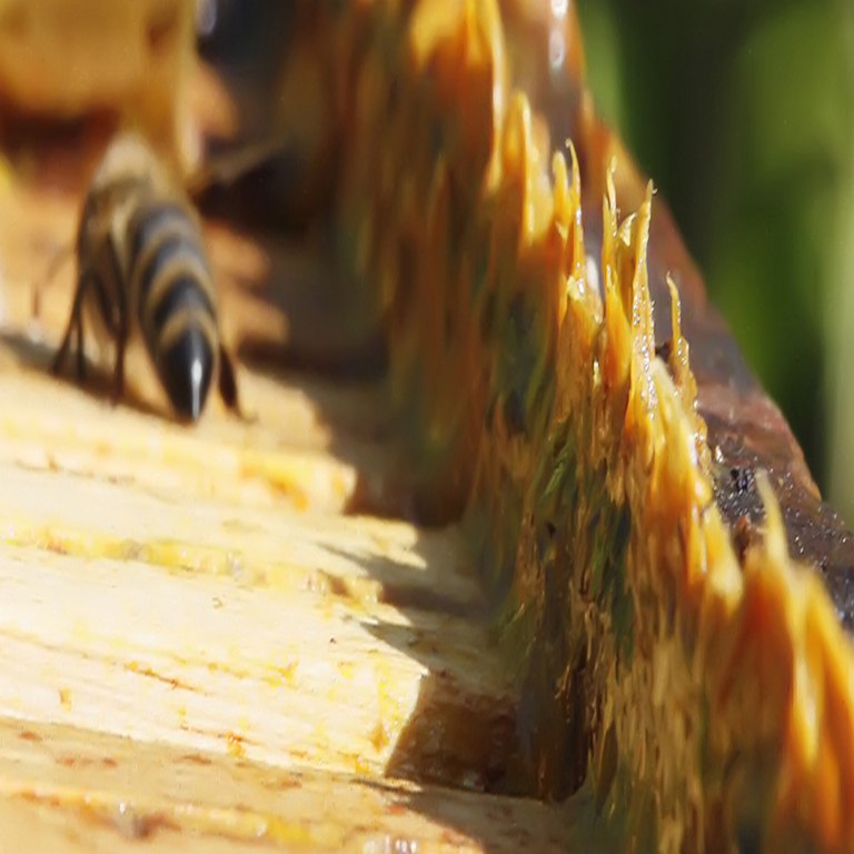 Propolis