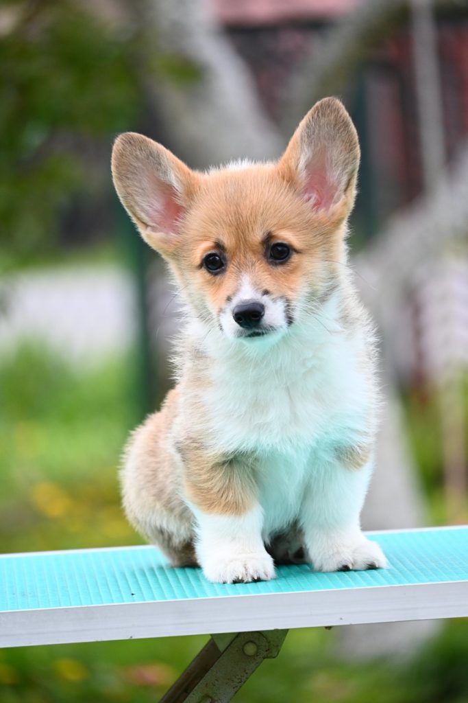 Welsh Corgi Velski korgi pembroke