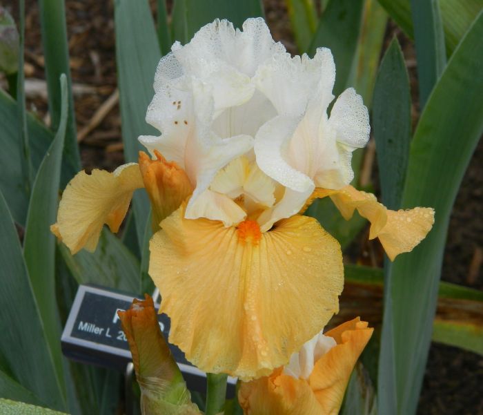 Iris Germanica Pumpkin Cheesecake - Perunika