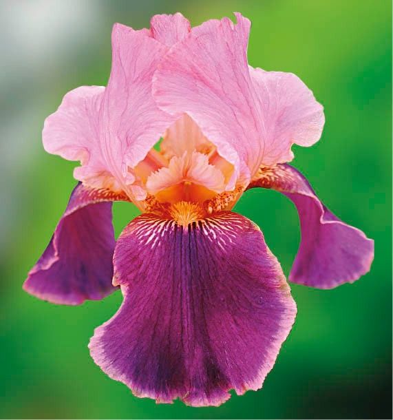 Iris Germanica Wine And Roses - Perunika