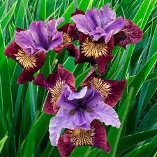 Iris Sibirica Miss Apple - Perunika