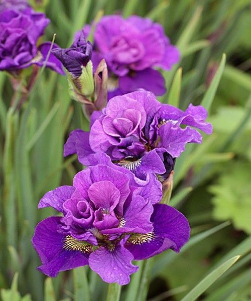 Iris Sibirica Spindazzle - Sibirska Perunika