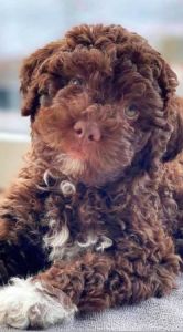 Lagotto Romagnolo štenci