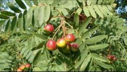 oskoruša stara sorta (SORBUS DOMESTICA)