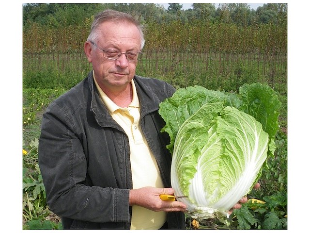 KINESKI KUPUS (Brassica pekinensis) - 50 SEMENA