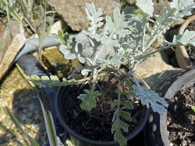 Cineraria  Martima(srebrna pepeljuga)