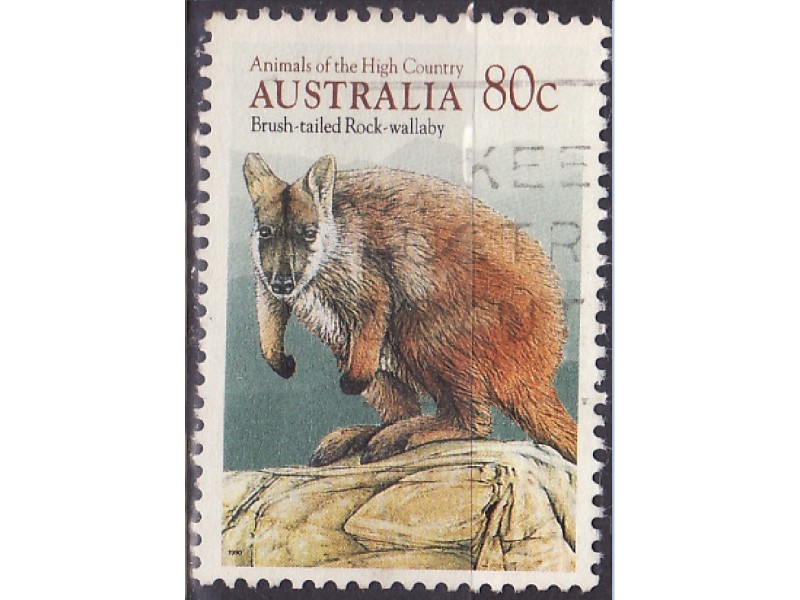 Australija - kengur