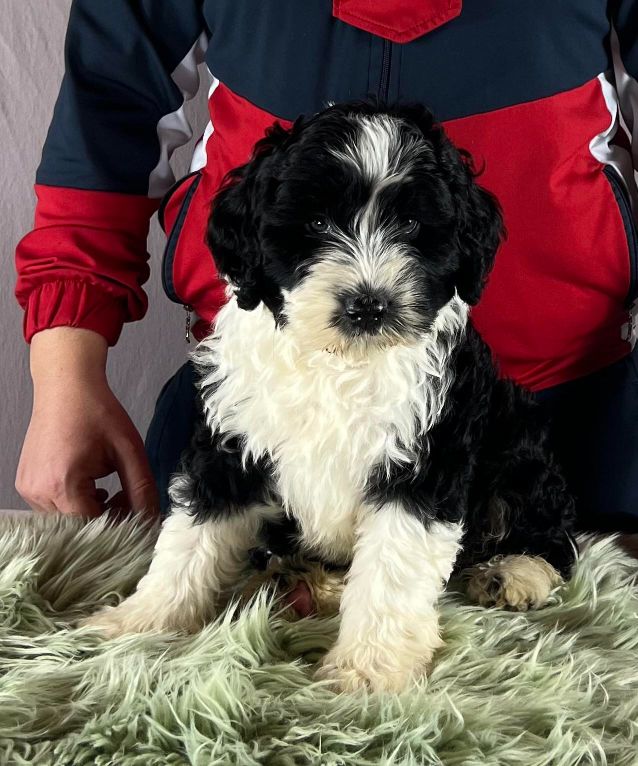 Portugalski vodeni pas – Portuguese Water Dog štenci