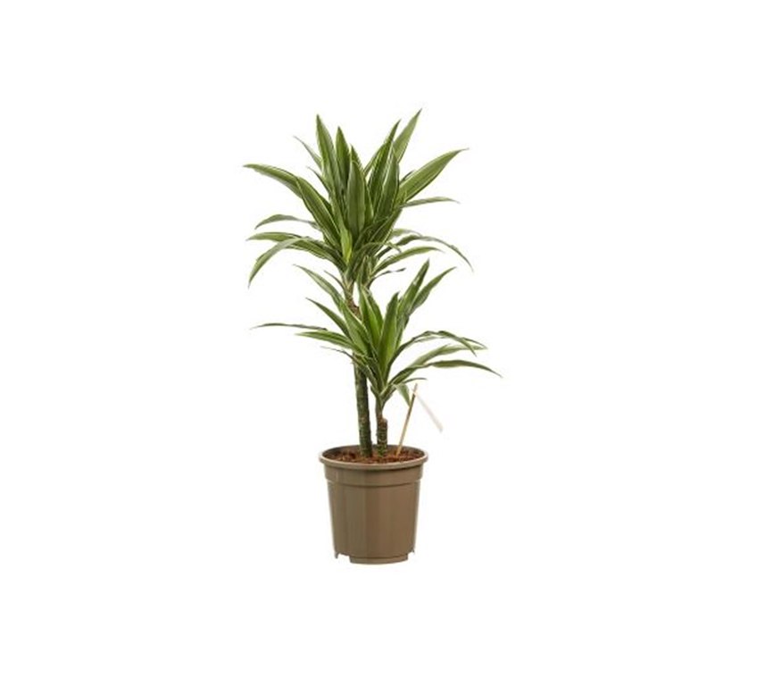 Dracena Warneckei 2pp