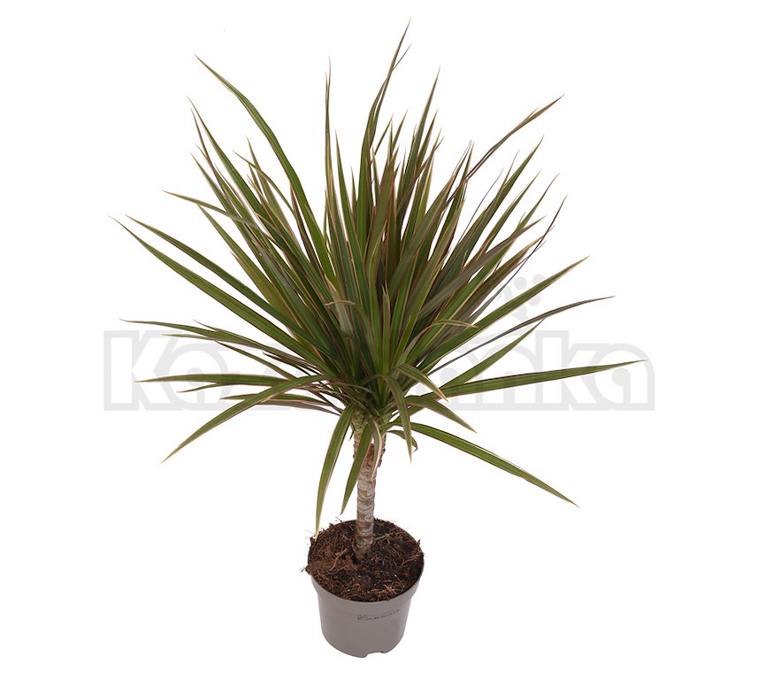 Dracena