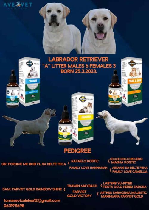 U ponudi štenci Labrador retrivera