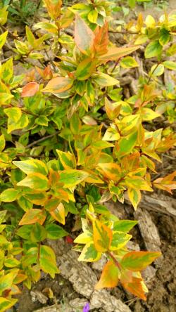 Abelia x grandiflora Caleidoscope