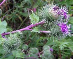 Veliki cicak (seme) Arctium lappa