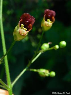 Stupnik (seme) Scrophularia