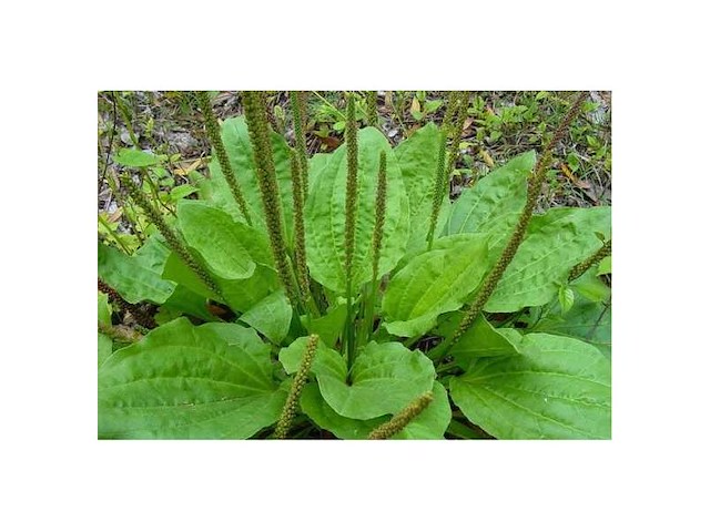 Bokvica sirokolisna (seme) Plantago major