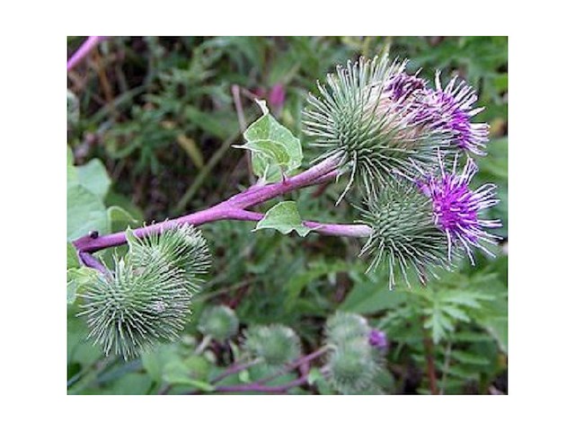 Veliki cicak (seme) Arctium lappa