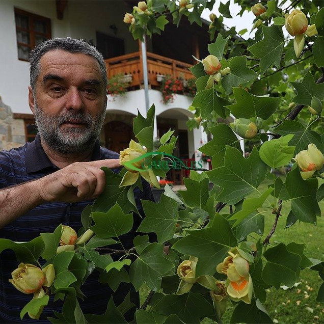 Lalino drvo - Liriodendron tulipifera