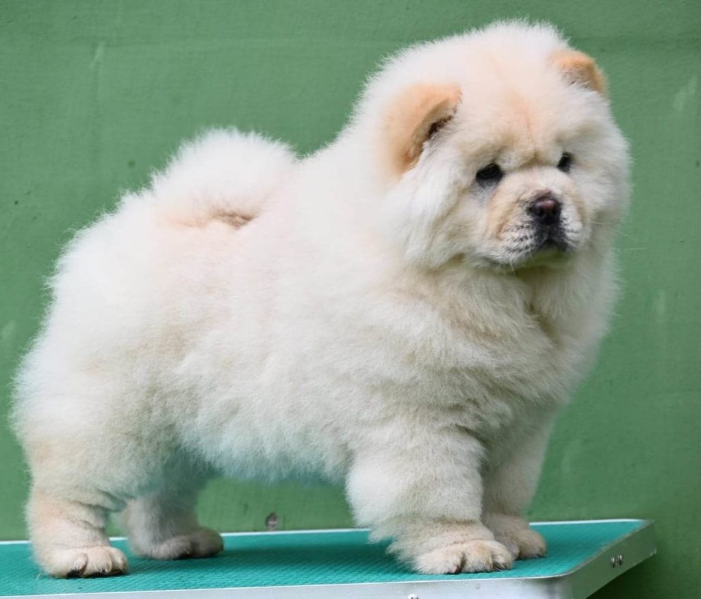 Chow Chow Cau Cau Čau Čau