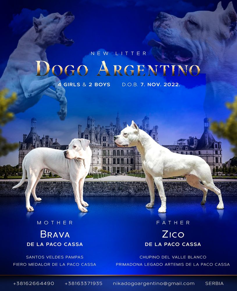 DOGO ARGENTINO štenci