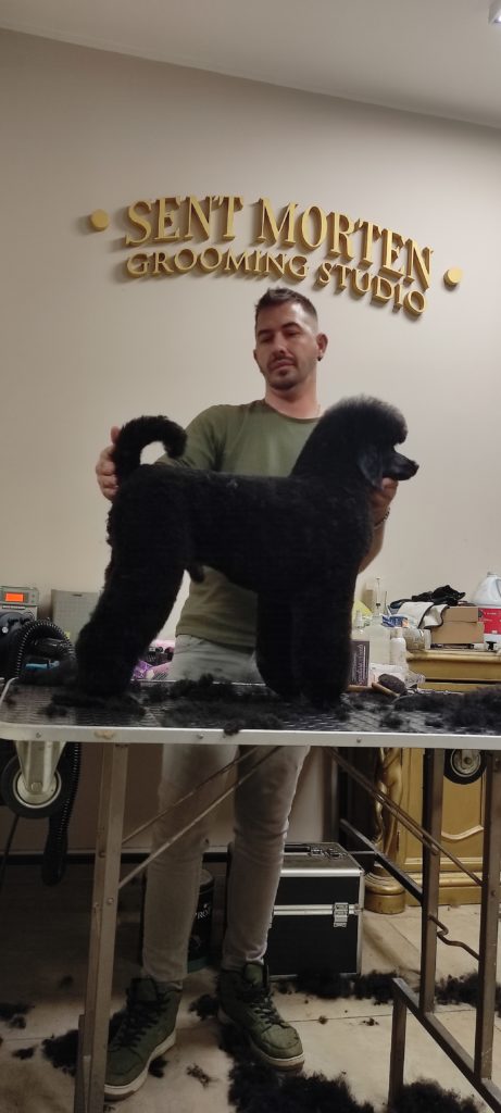 For sale male black medium poodle