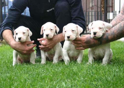 Dogo Argentino, štenci