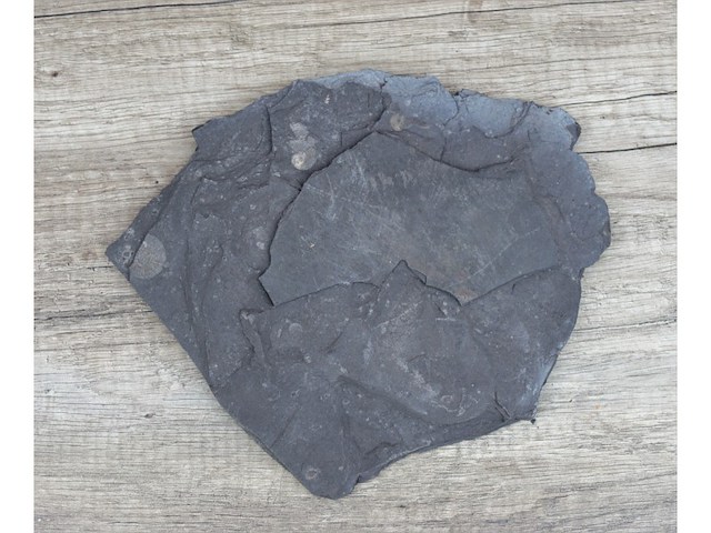 Ploča kamena sa Fosilima