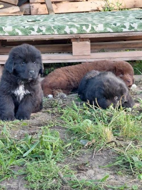 Njufaundlend (Newfoundland ) štenci