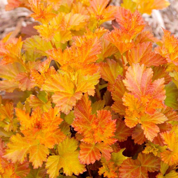 Physocarpus Opulifolius Amber Jubilee - Fizokarpus