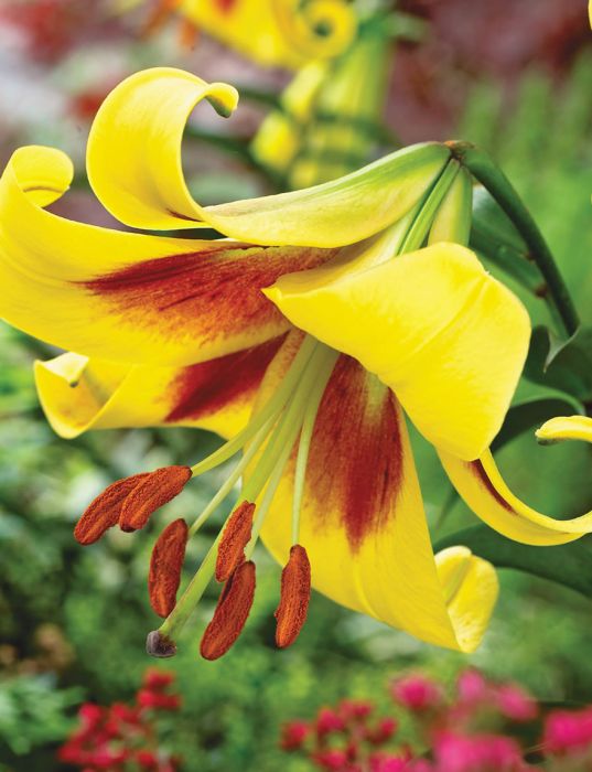 Lilium Asiatic Robert Swanson - Orijentalni Ljiljan