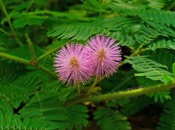 Mimosa pudica (25 semenki) Stidljiva mimoza