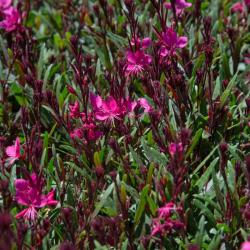 GAURA -Gaura lindheimeri