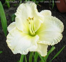 P544-Hemerocallis Cool It-1 sadnica