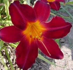 P535-Hemerocallis Chipper Cherry-1 sadnica