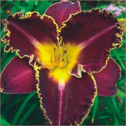 P00629-Hemerocallis Storm of the century