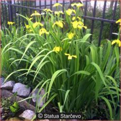 P249 - Iris pseudocarpus žuti