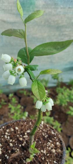 Americka borovnica