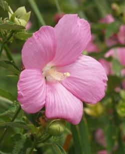 Hibiskus Swamp Rose Mallow (bebi roze)-1 sadnica(BAŠTENSKI HIBISKUS) - P610