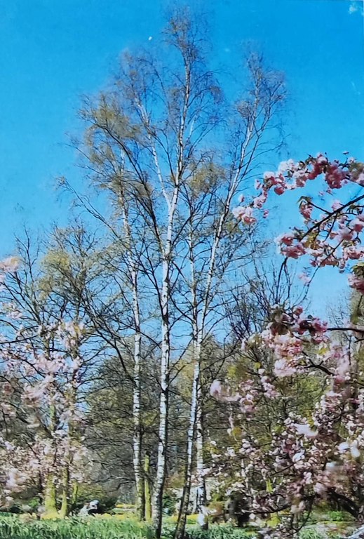 190×272 Nature (Birch Trees) – Priroda – Breze – Šuma – Fototapete 3D foto tapeta zidni mural