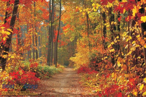 254×184 Nature (Autumn Forest Road) – Priroda – Planina – Jesenji motiv – 3D fototapeta zidni mural foto tapeta