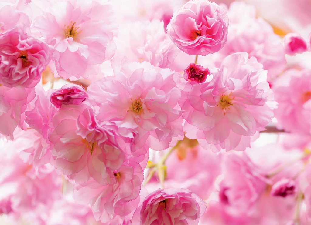 254×184 Pattern (Rose Roses In Bloom) – Cveće – Roze ruže – 3D fototapeta zidni mural foto tapeta