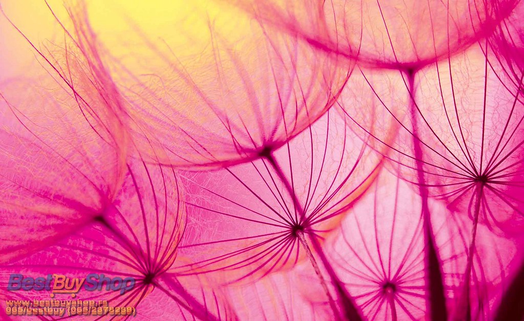 368×254 Abstraction (Dandelion Pink) – Roza Maslačak – 3D fototapeta zidni mural foto tapeta