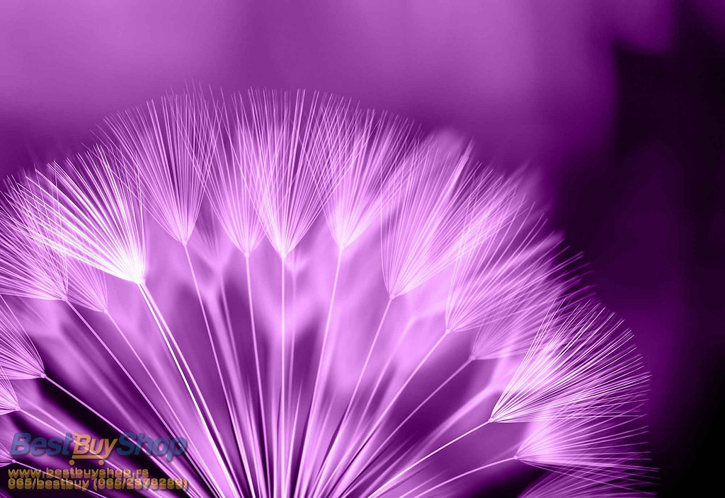 368×254 Abstraction (Dandelion Purple) – Ljubičasti Maslačak – 3D fototapeta zidni mural foto tapeta