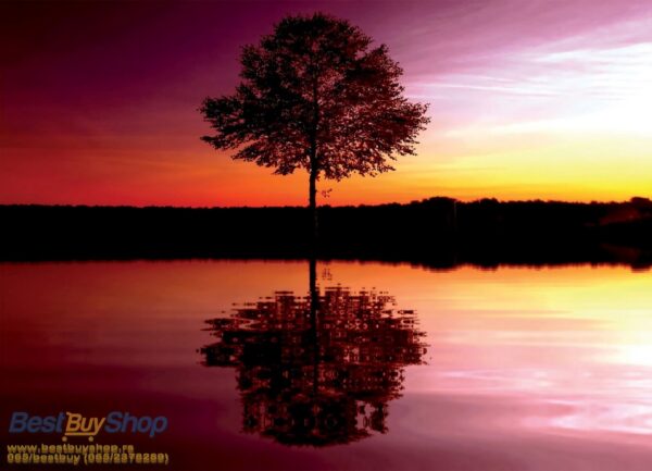 368×254 Nature (Tree Sunset Reflection) – Drvo – Refleksija – Reka – 3D fototapeta zidni mural foto tapeta
