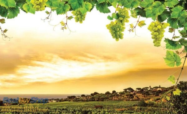 368×254 Nature (Vineyard Village Sunset) – Vinograd – Grožđe – Vinarija – Vinova loza – 3D fototapeta zidni mural foto tapeta