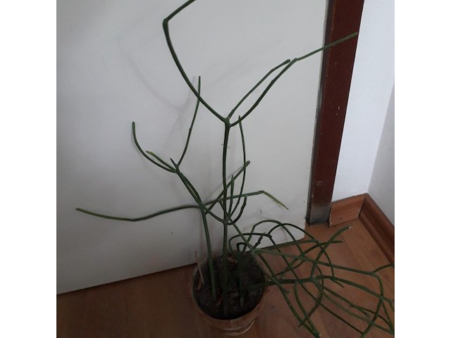 Euphorbia tirucalli-kaktus olovka