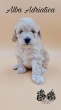 Stenci pravi Toy Poodle super krvi poreklom iz Rus